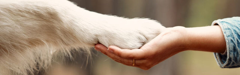 The Easy Way To Teach Your Dog To Wipe Its Paws on the Mat - The ...